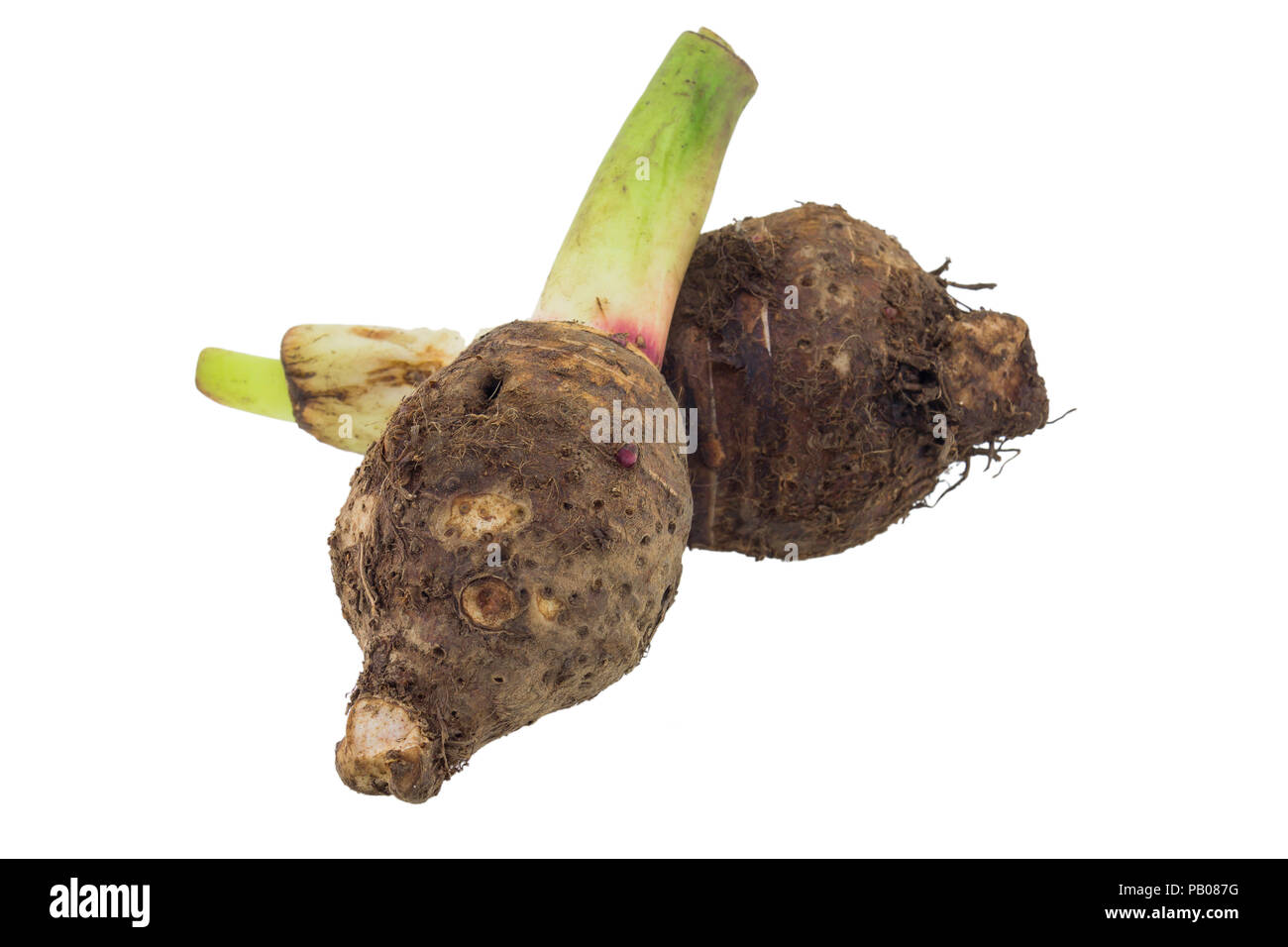 Taro isolated on white background Stock Photo - Alamy