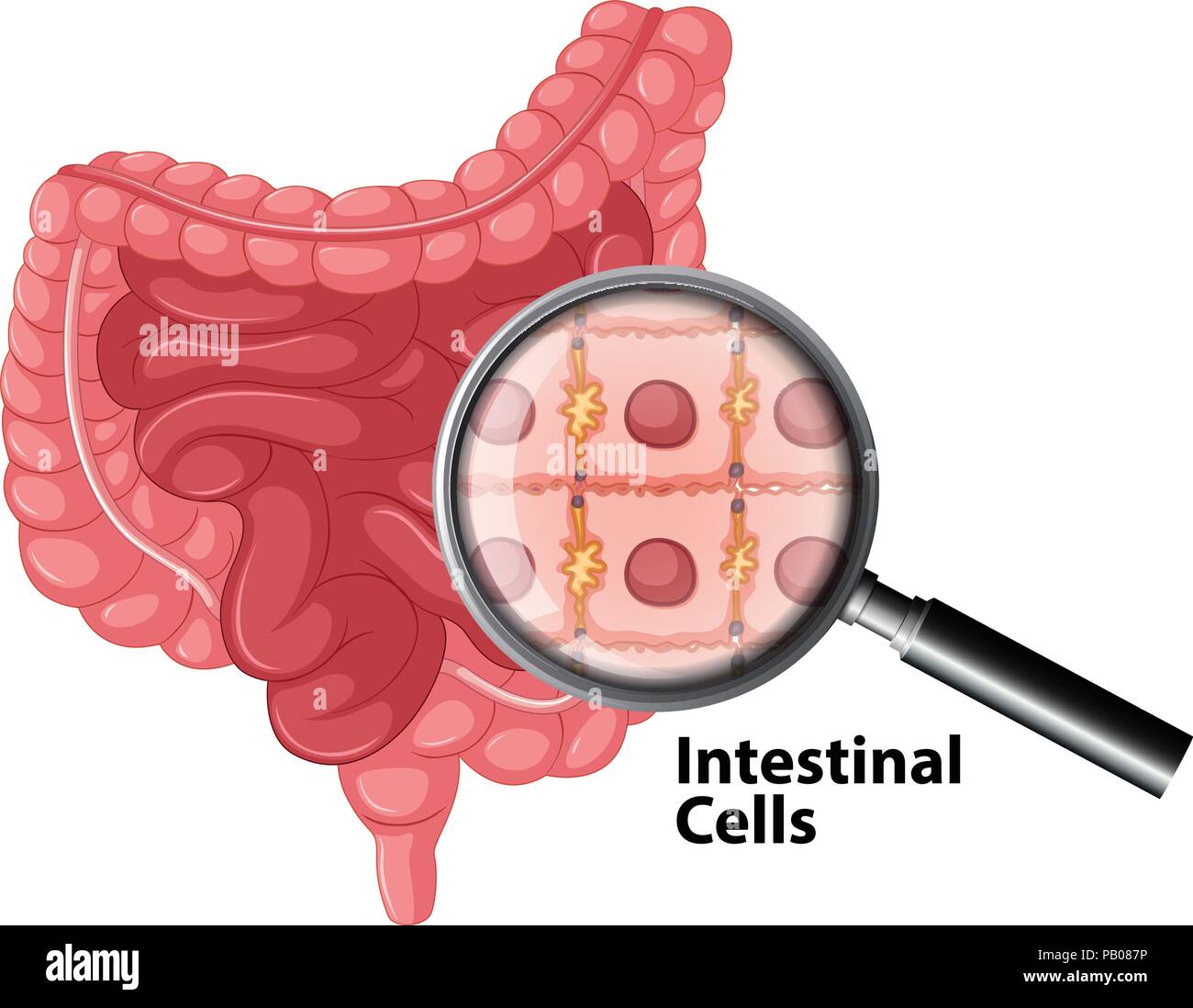 Intestinal cells anatomy on white background illustration Stock Vector ...