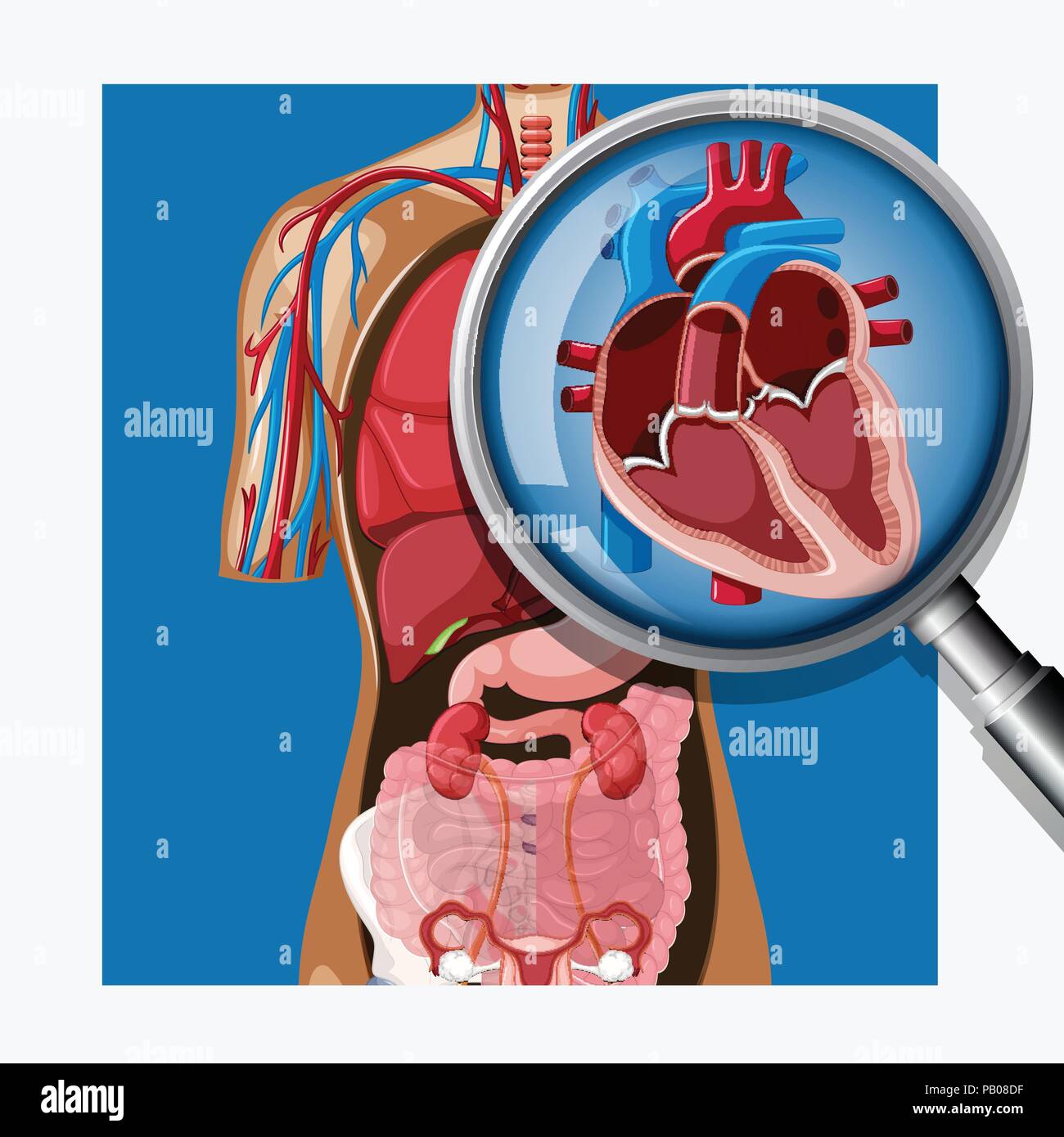 A close up human heart anatomy illustration Stock Vector Image & Art ...