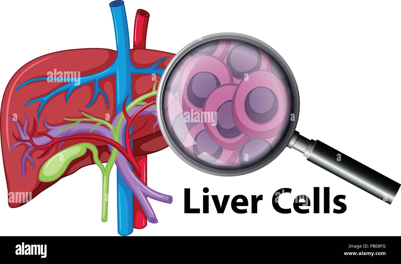 A closeup human liver cells illustration Stock Vector Image & Art - Alamy