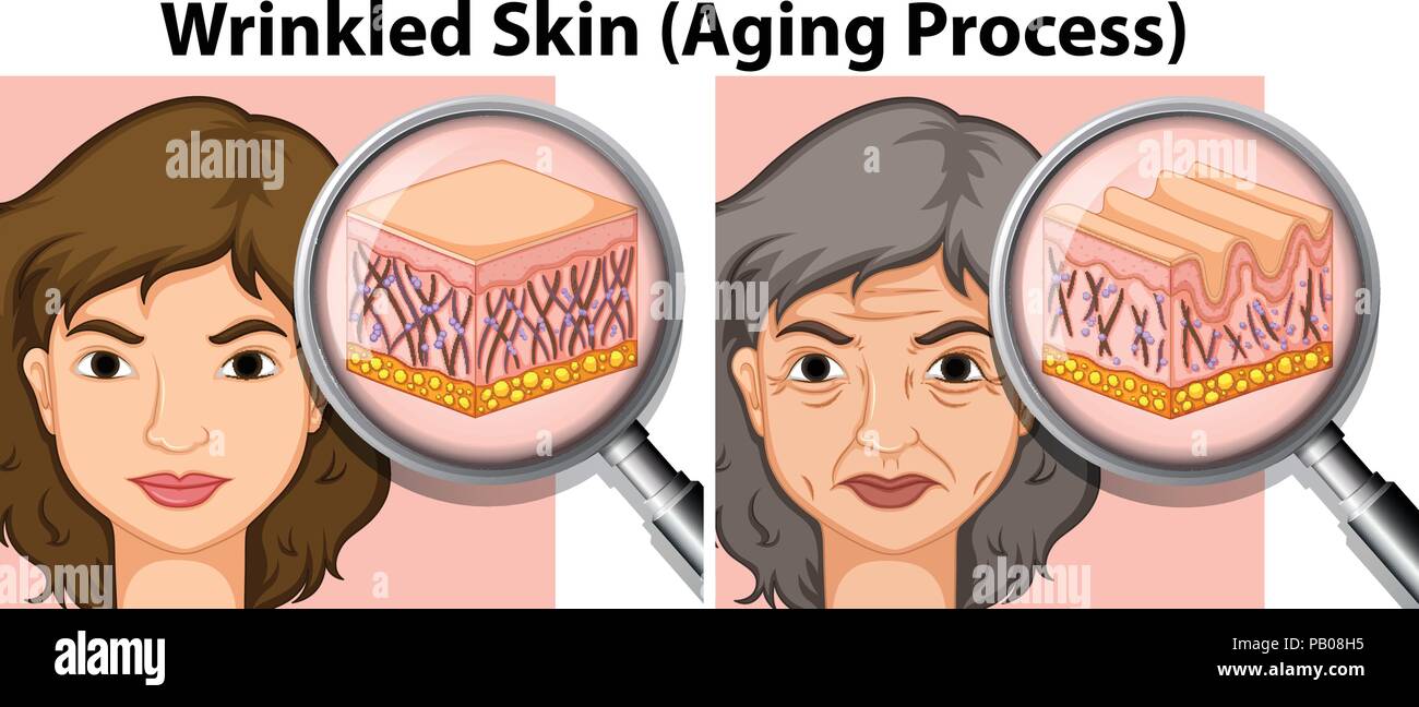 Young old skin illustration Stock Vector Images - Alamy