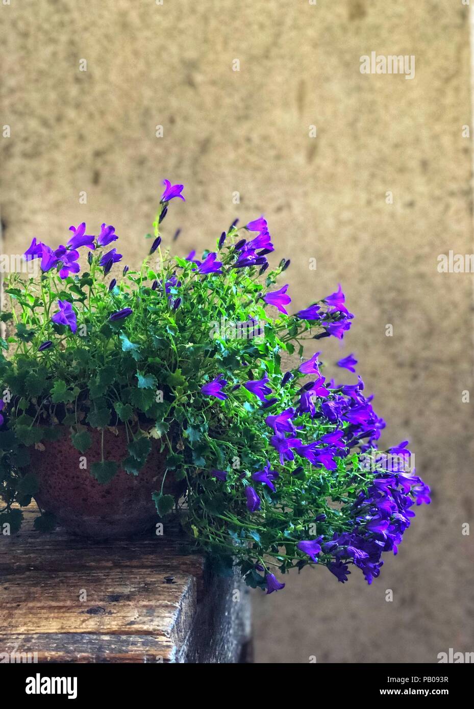 Still life flower pot hi-res stock photography and images - Alamy