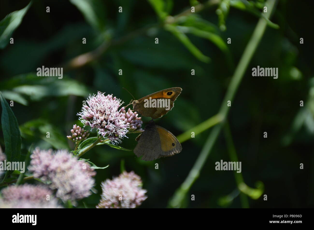Buterflys hi-res stock photography and images - Alamy