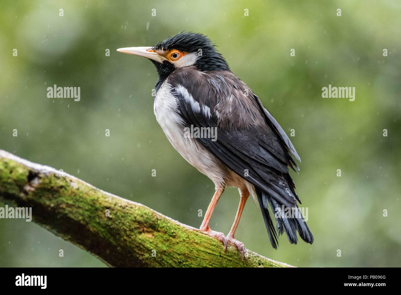 Asian starling hi-res stock photography and images - Alamy