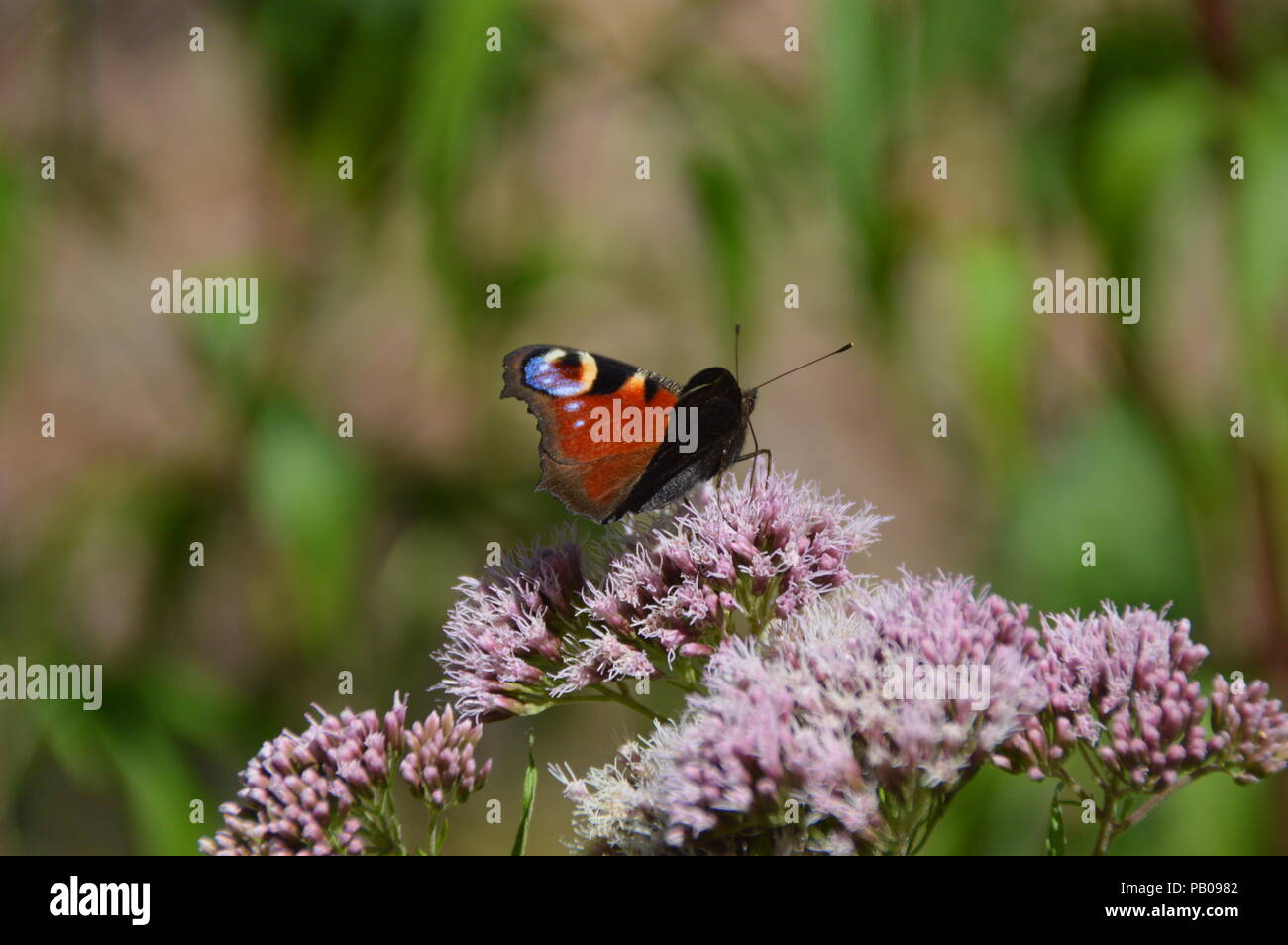 Buterflys hi-res stock photography and images - Alamy