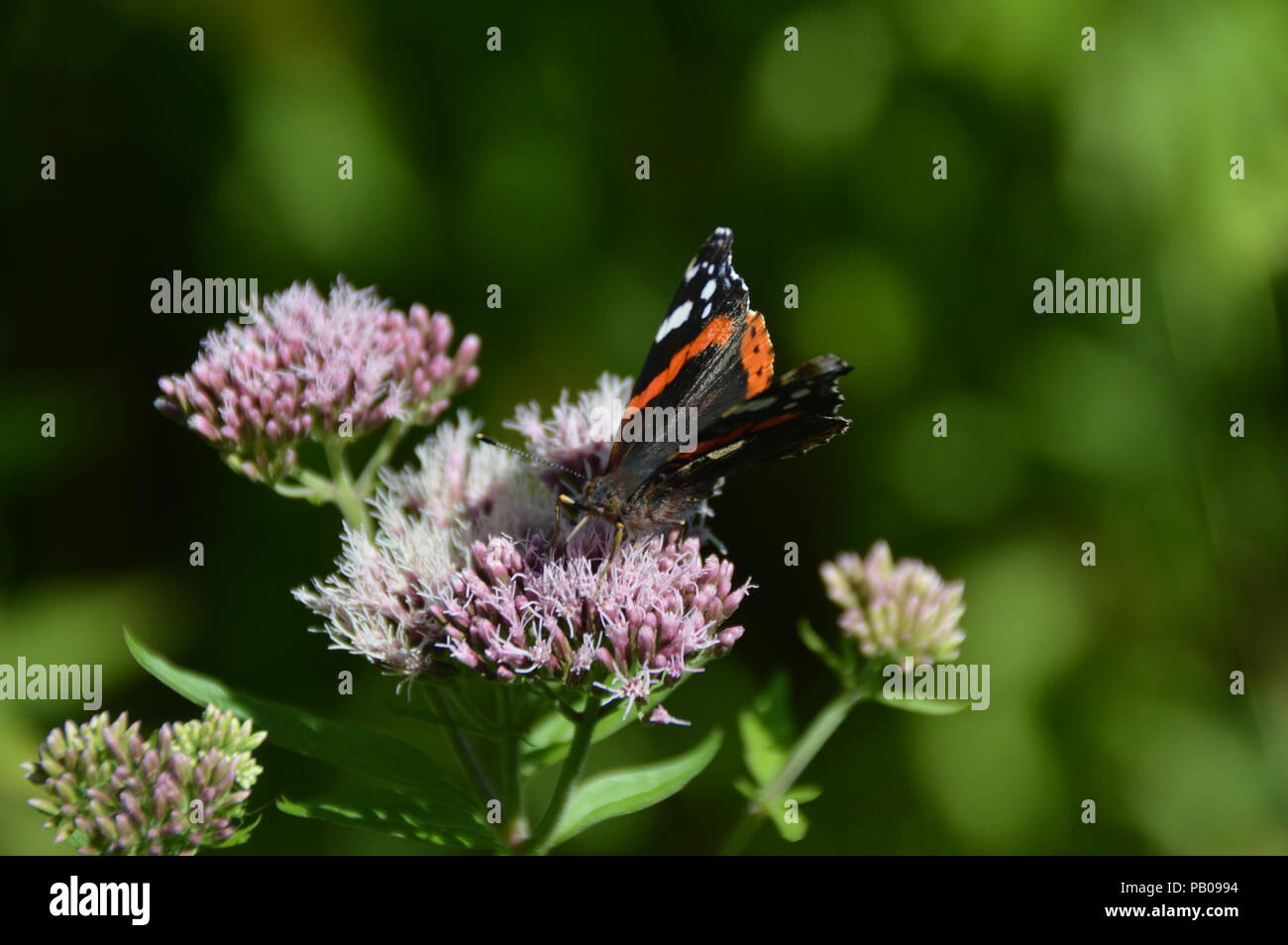 Buterflys hi-res stock photography and images - Alamy