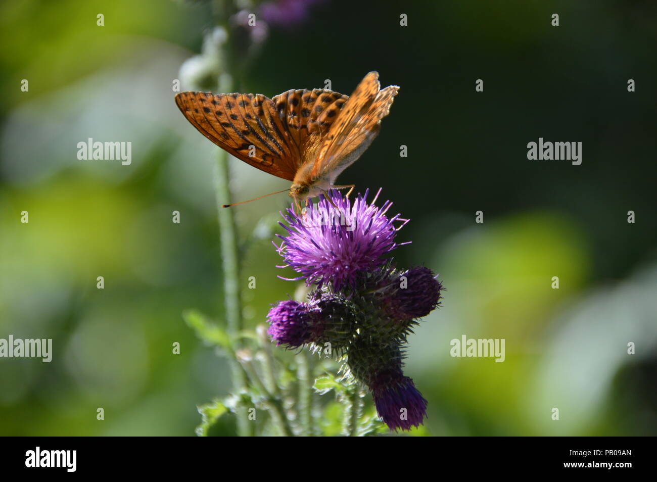 Buterflys hi-res stock photography and images - Alamy