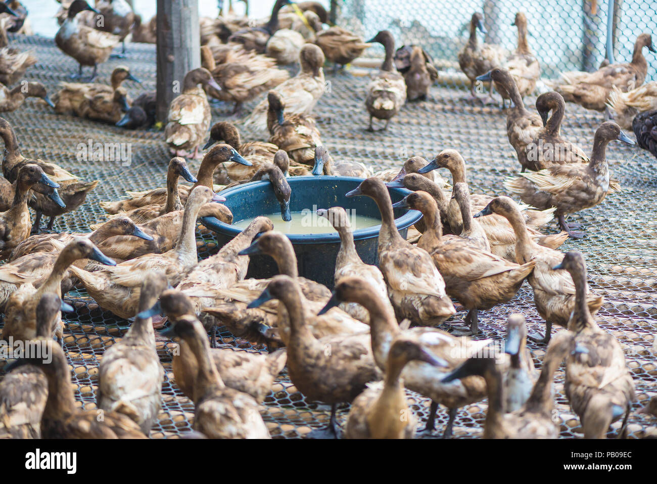 Duck eating food in farm, traditional farming in Thailand Stock Photo ...
