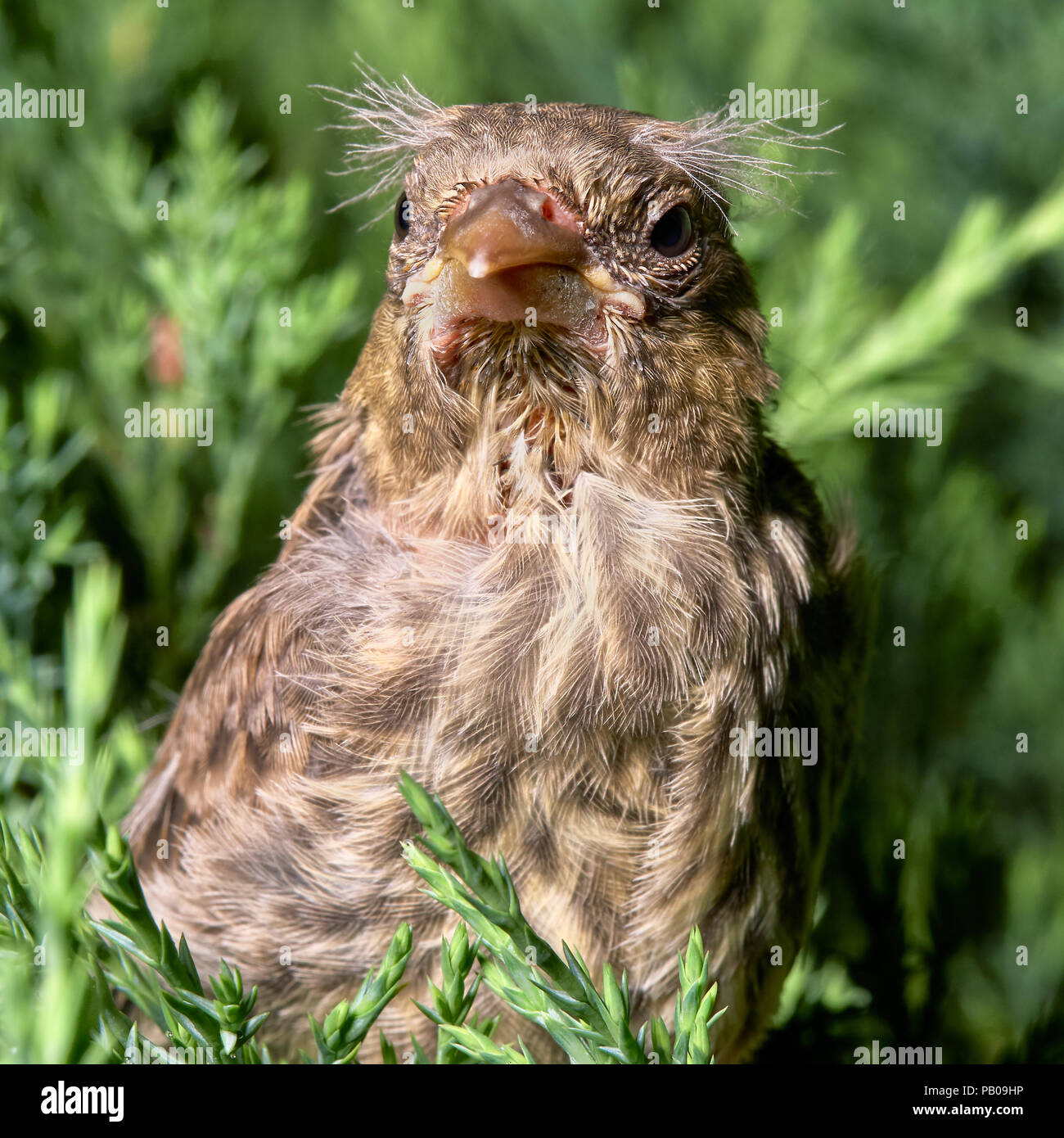 Juniper baby hi-res stock photography and images - Alamy