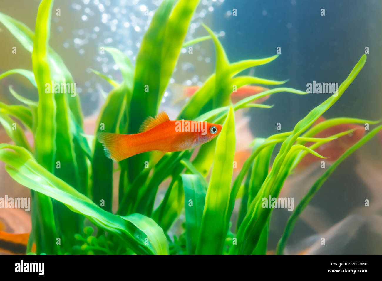 Little red fish with green plant in fish tank or aquarium underwater ...