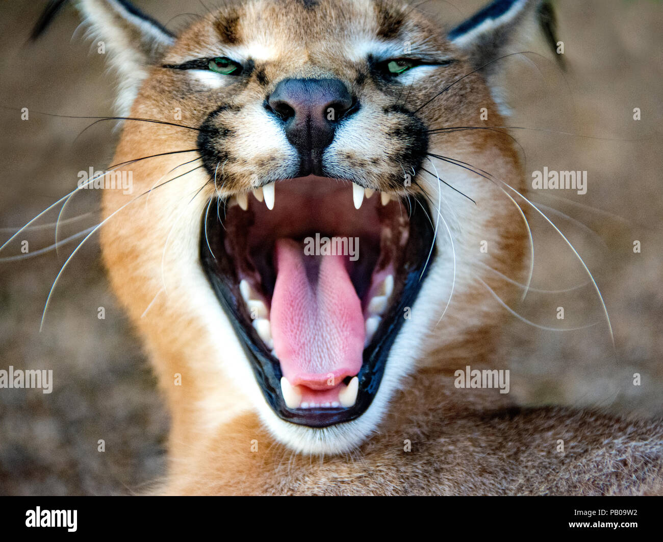 Caracal wild cat head hi-res stock photography and images - Alamy