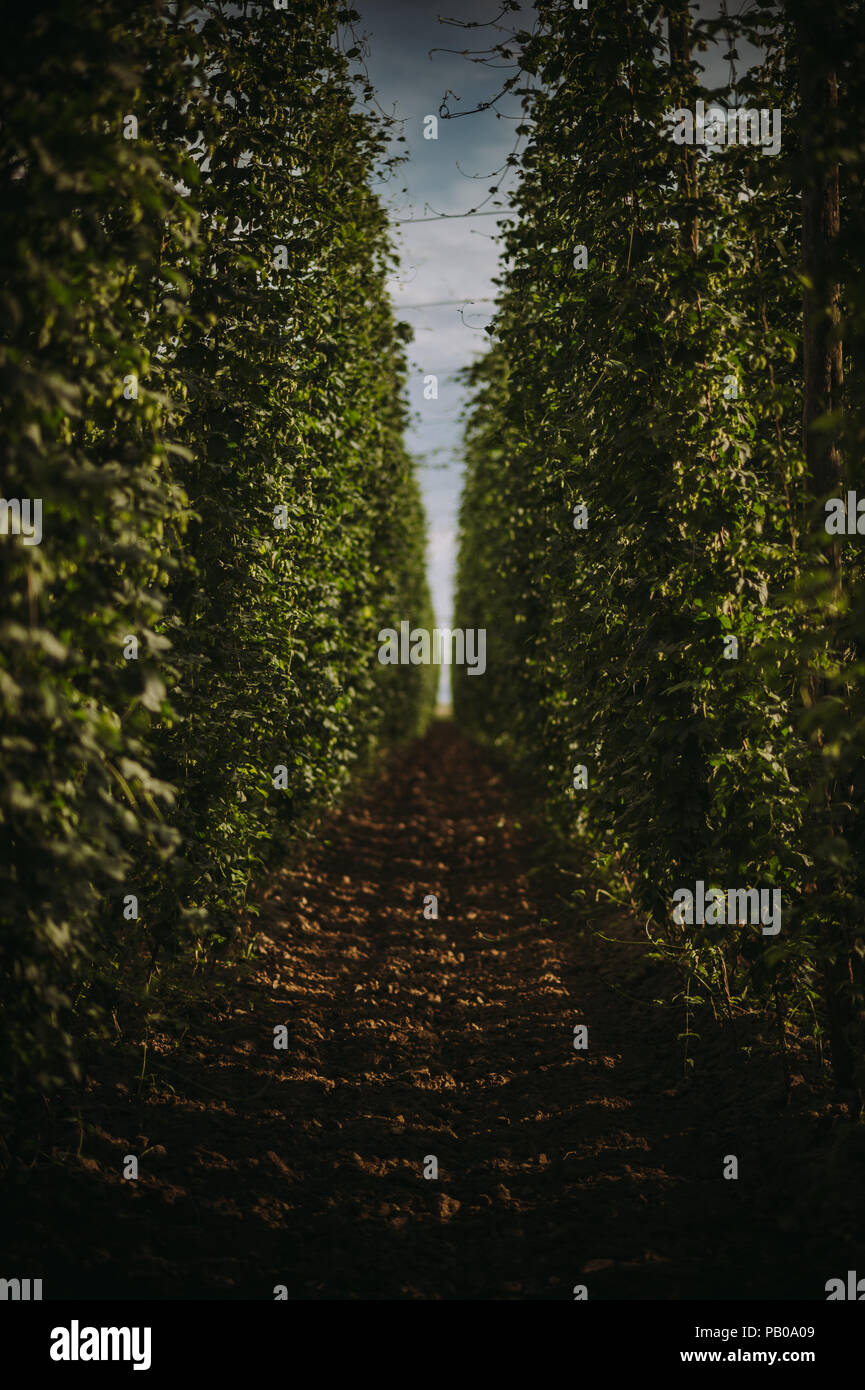 Field of hops, Serbia Stock Photo - Alamy