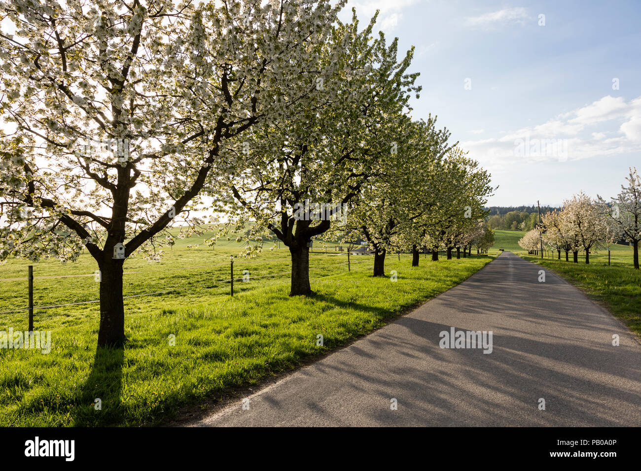 On a street in central Switzerland are blooming apple trees in a row ...