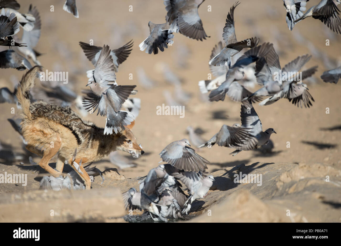 Jackal hunting bird hi-res stock photography and images - Alamy