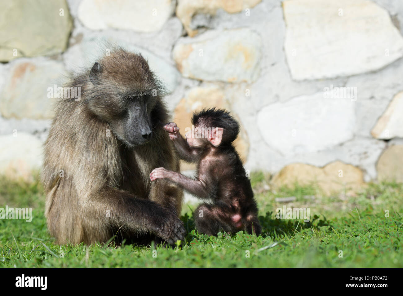 Portrait of a baboon with a baboon infant, Cape Point, Western Cape ...