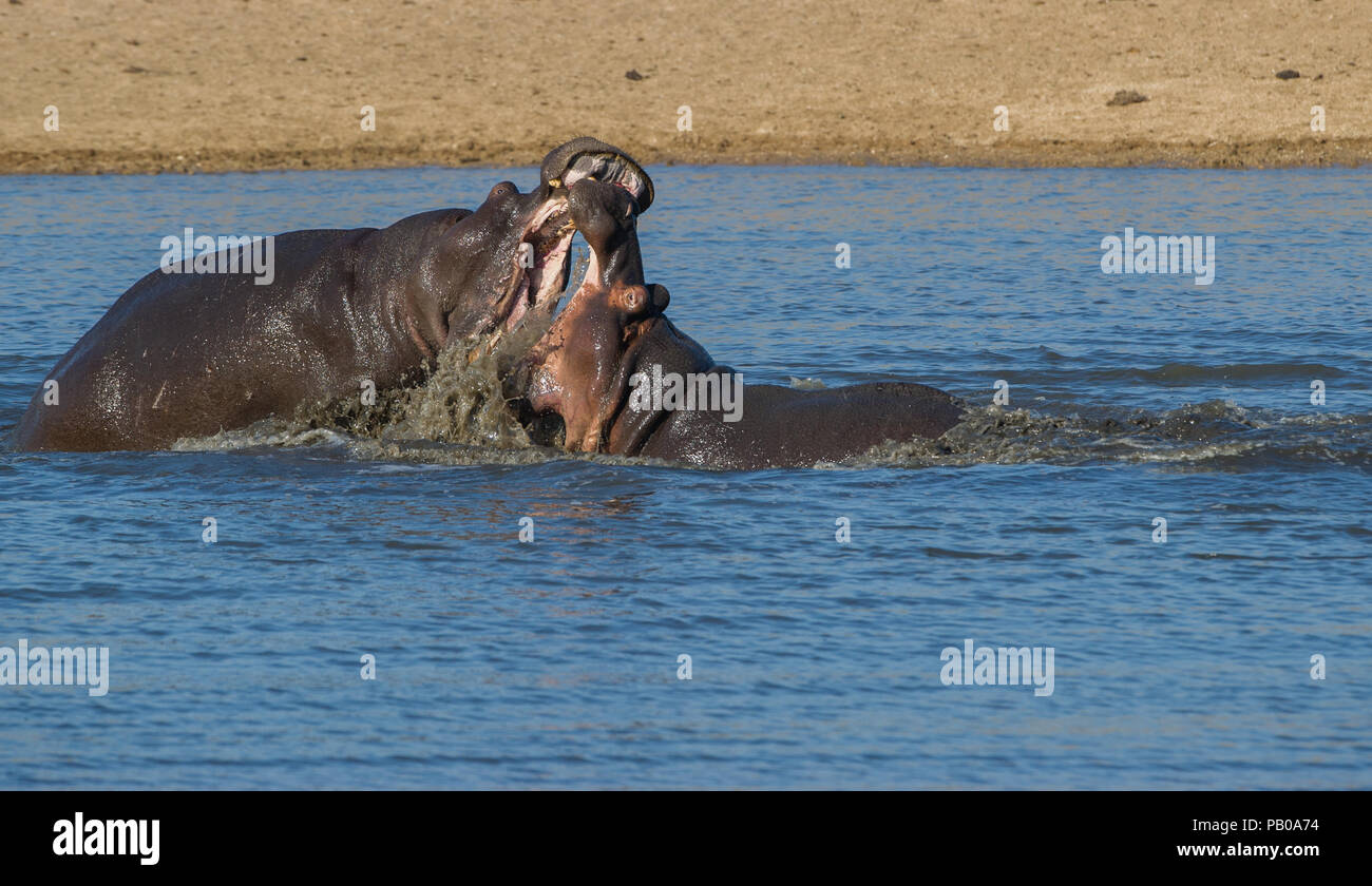Two hippos fighting in a river, South Africa Stock Photo - Alamy