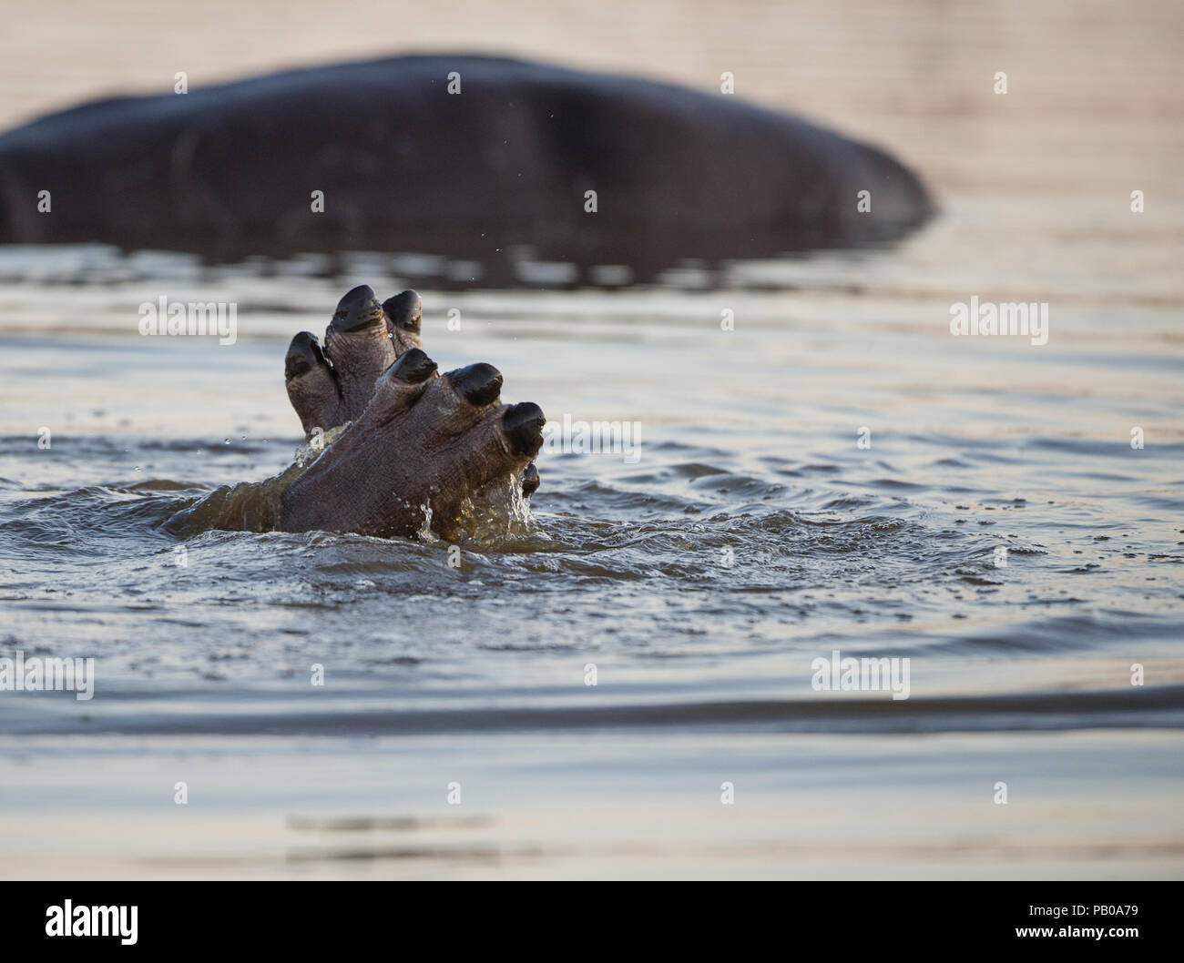 Hippo feet sticking out of a river, South Africa Stock Photo - Alamy