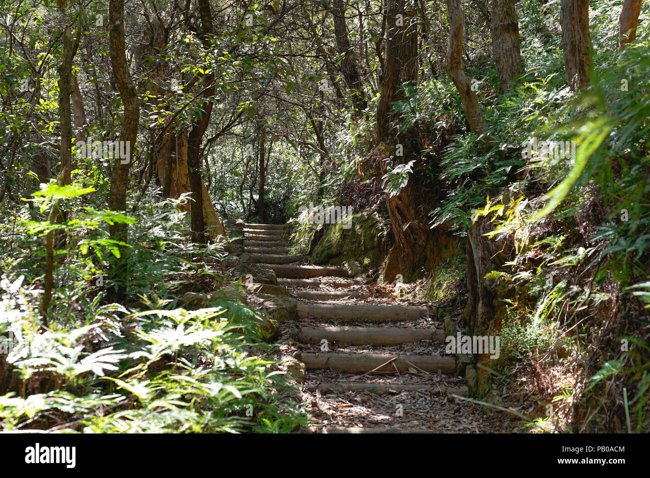 wood path way in Forrest Stock Photo - Alamy