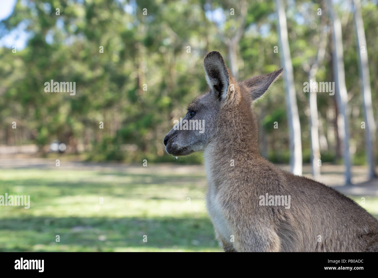 Western and eastern grey kangaroo hi-res stock photography and images ...