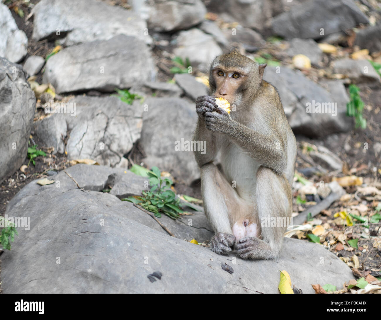 Monkey holding rock hi-res stock photography and images - Alamy