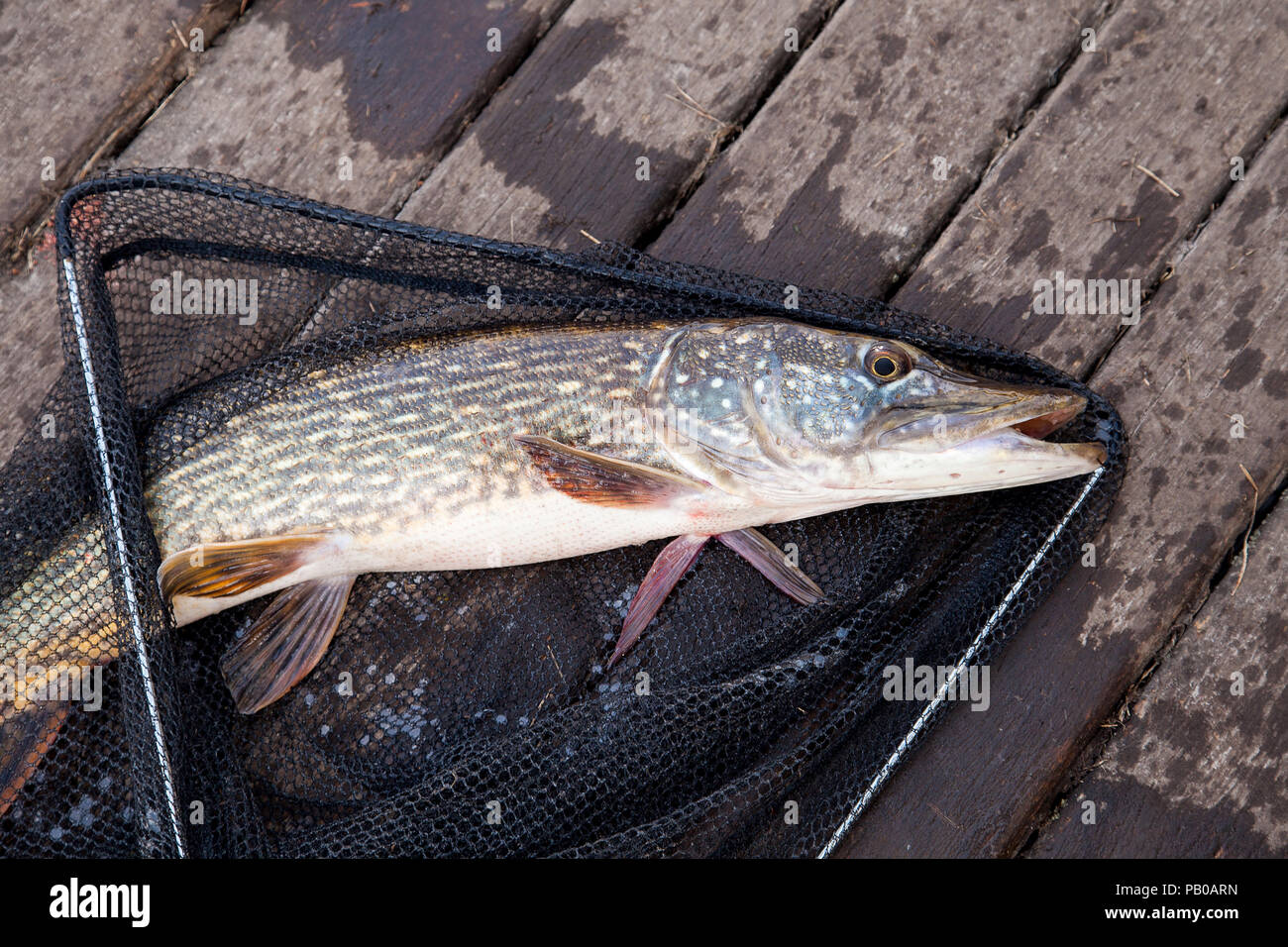 Freshwater Northern pike fish know as Esox Lucius lying on black ...