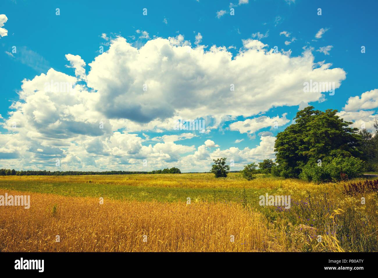 Wheat field with a blue sky and beautiful clouds Stock Photo - Alamy