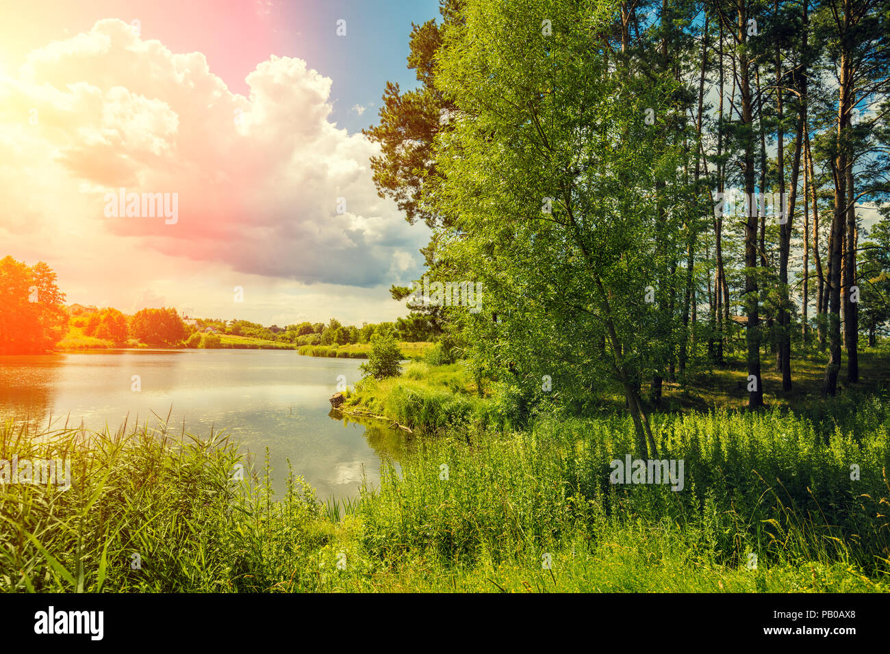 Beautiful nature, lakeshore, and pine forest in the evening Stock Photo ...