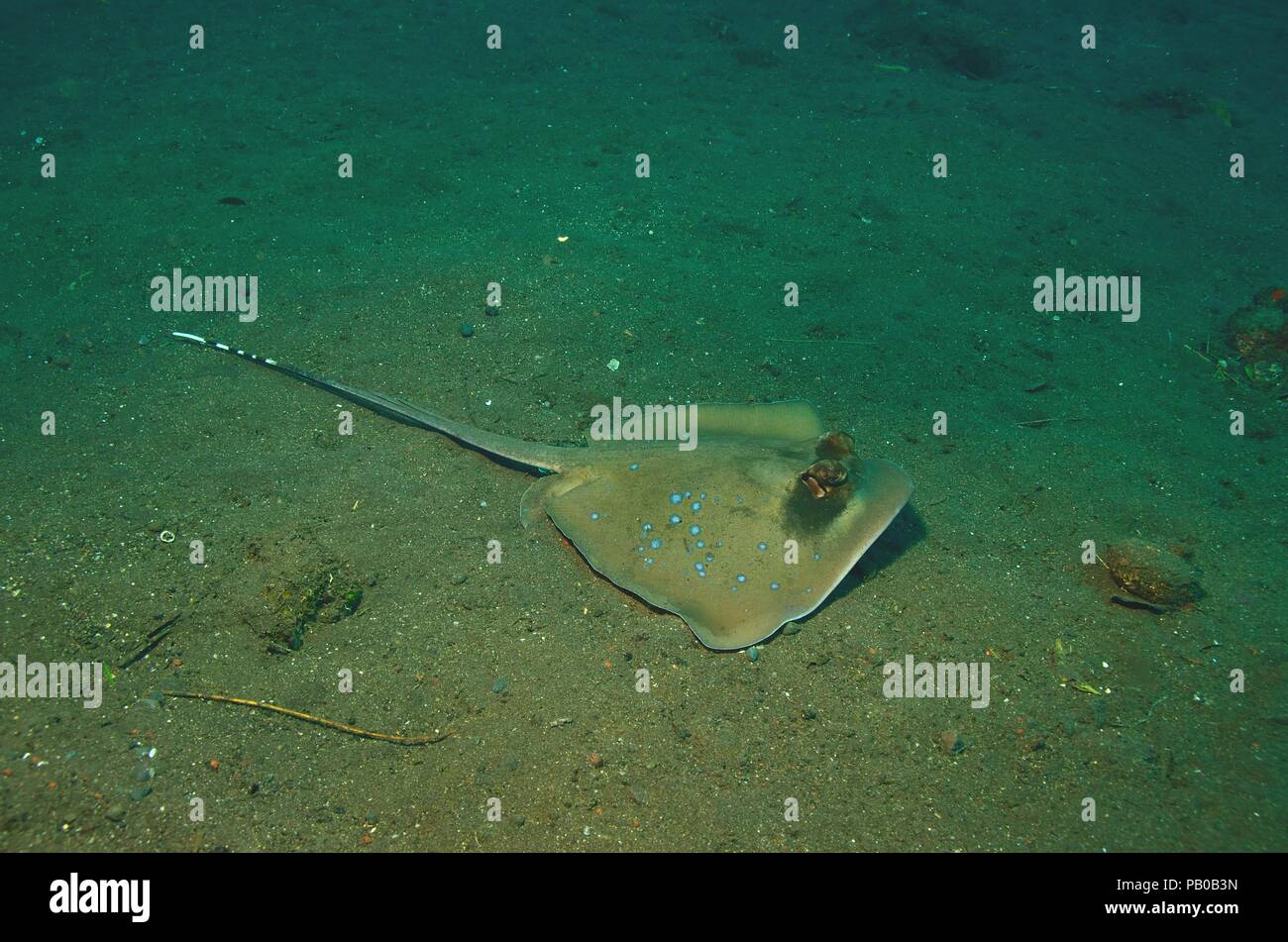 Bluespotted maskray hi-res stock photography and images - Alamy