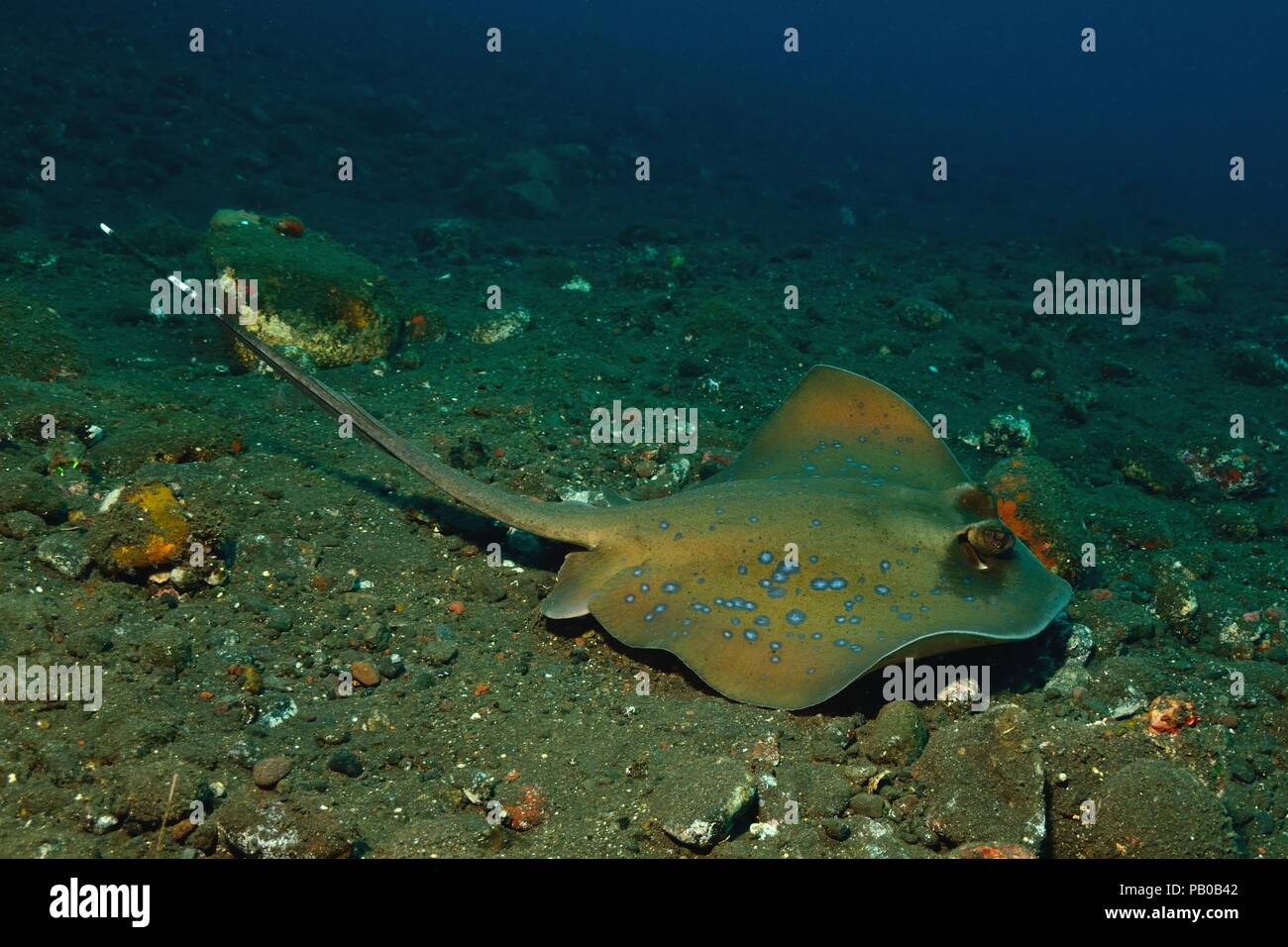 Bluespotted maskray hi-res stock photography and images - Alamy