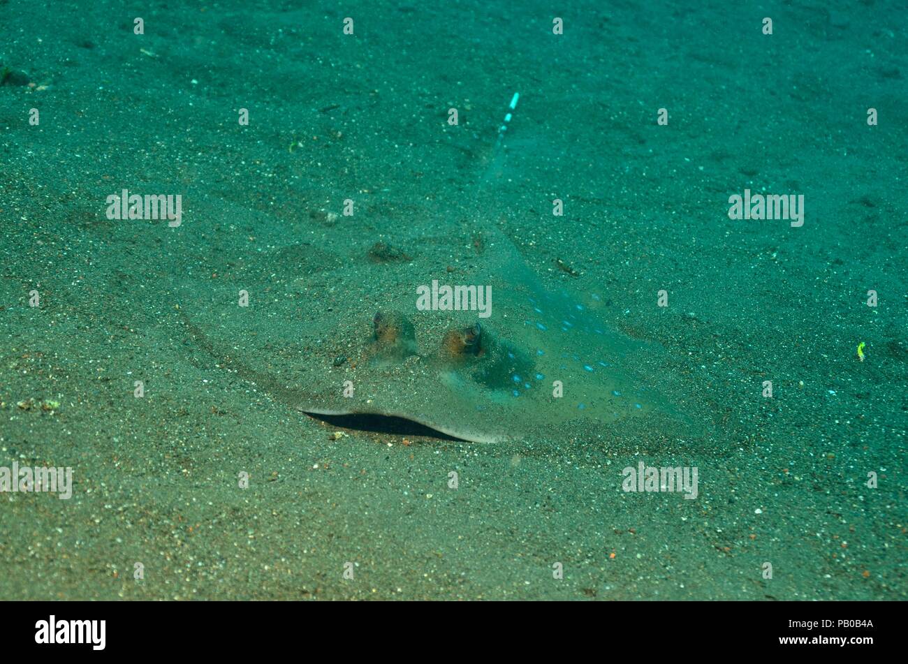 Bluespotted maskray hi-res stock photography and images - Alamy