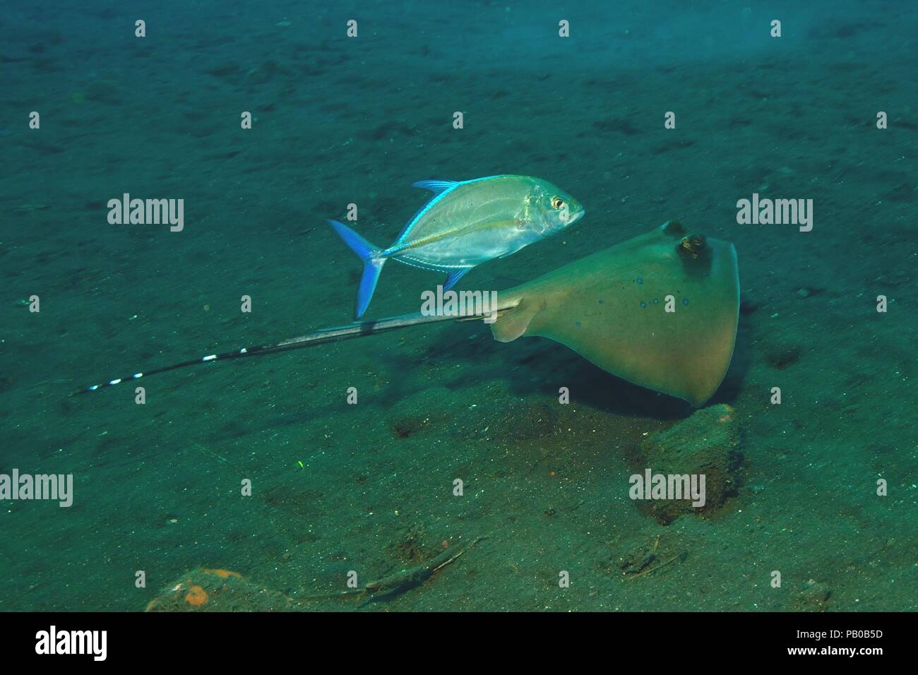 Blue-spotted maskray, Orientalischer Maskenrochen (Neotrygon orientalis ...