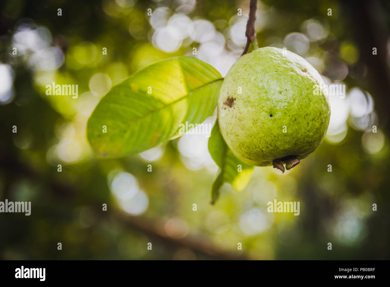 Organic Fresh Ripen Guava with Leaves and bokeh,Fresh Fruits background ...