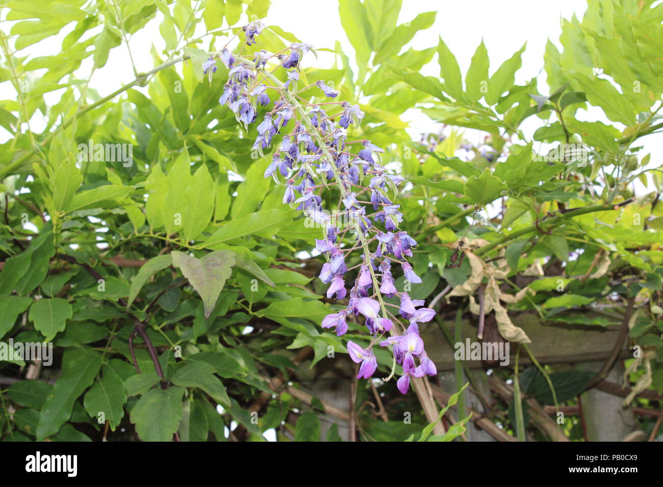 Dangling plants hi-res stock photography and images - Alamy
