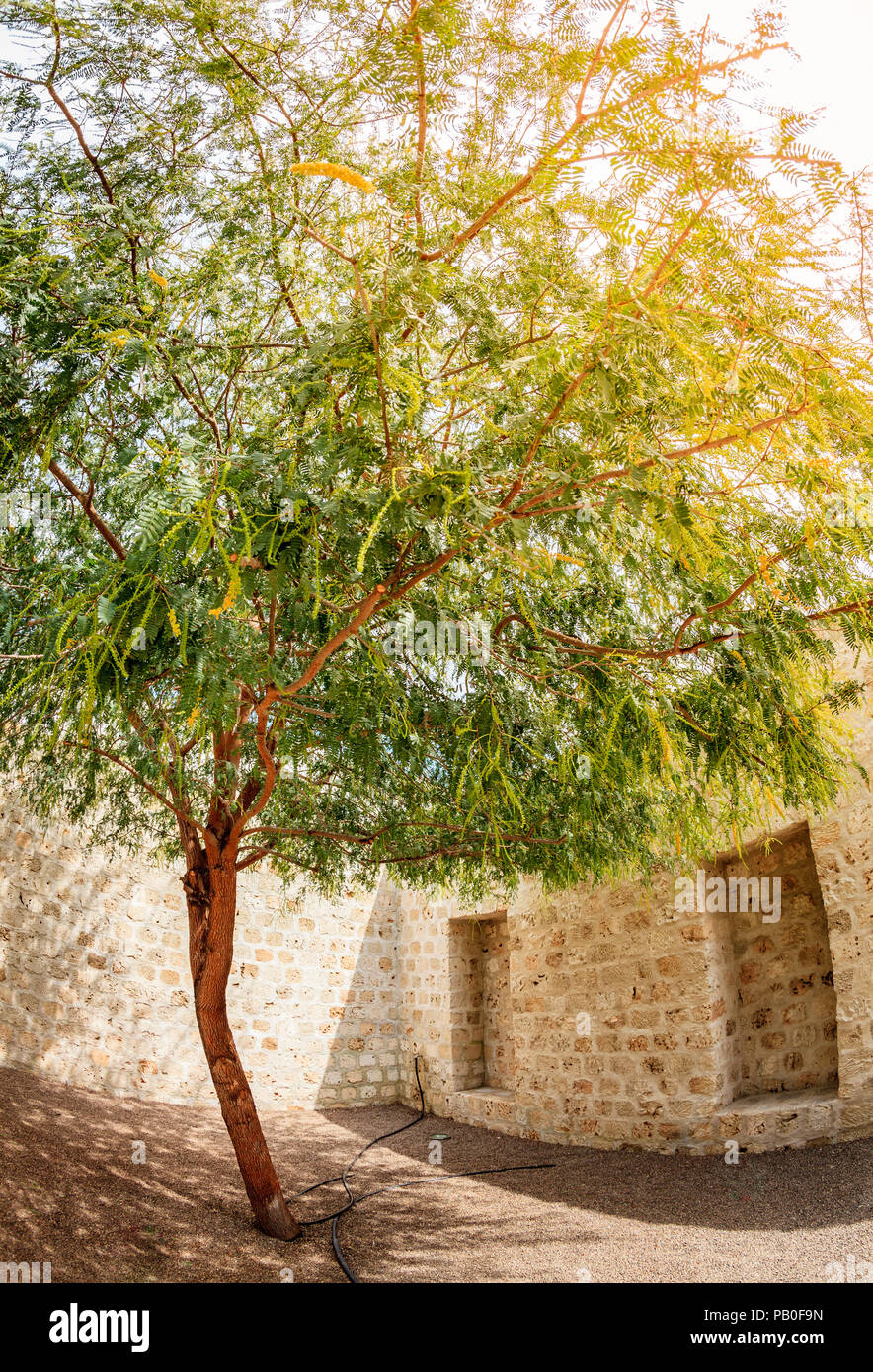 Fisheye image of an acacia tree in a corner of a courtyard in Sharjah ...
