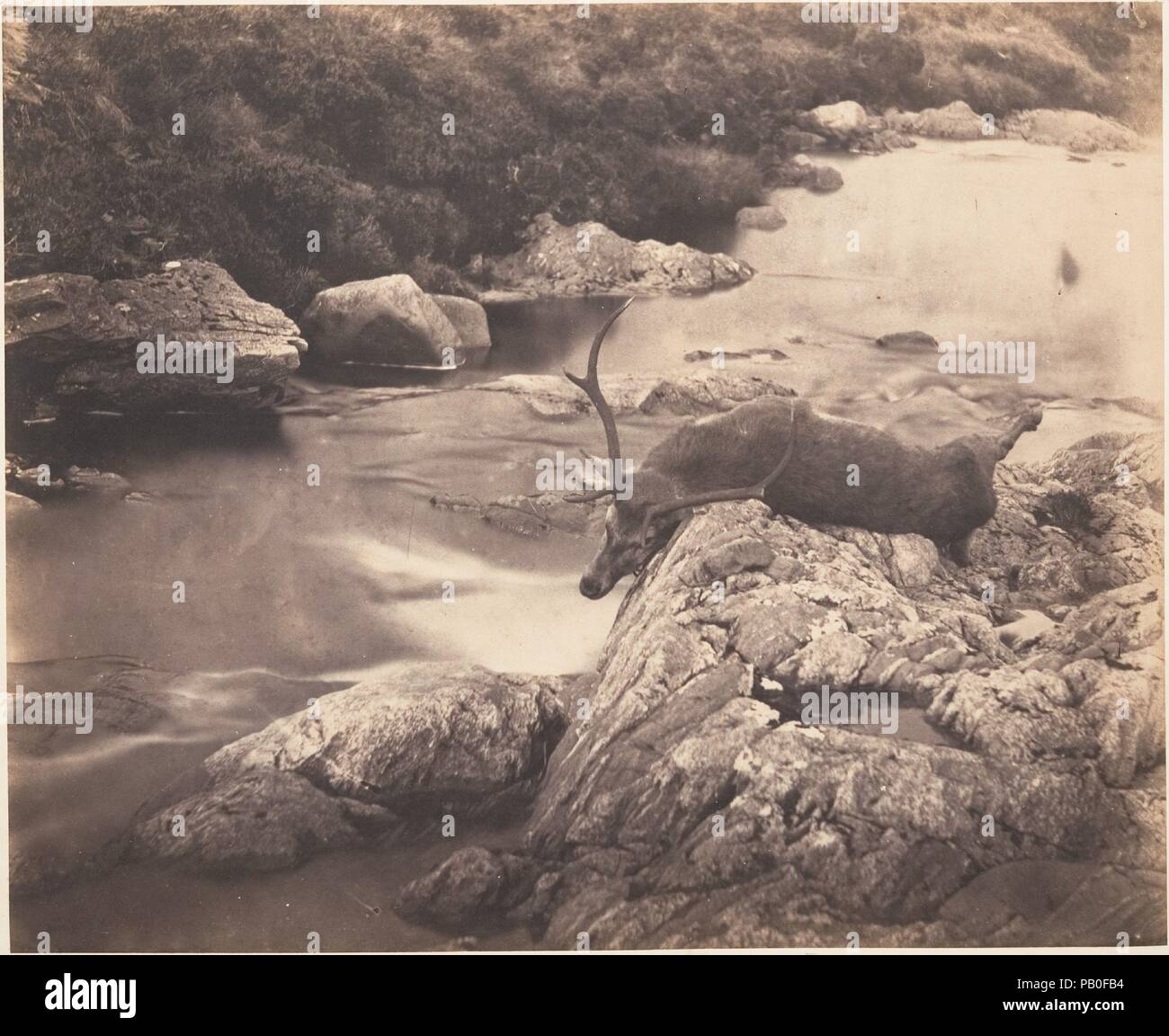 [Dead Stag]. Artist: Horatio Ross (British, Rossie Castle, near ...