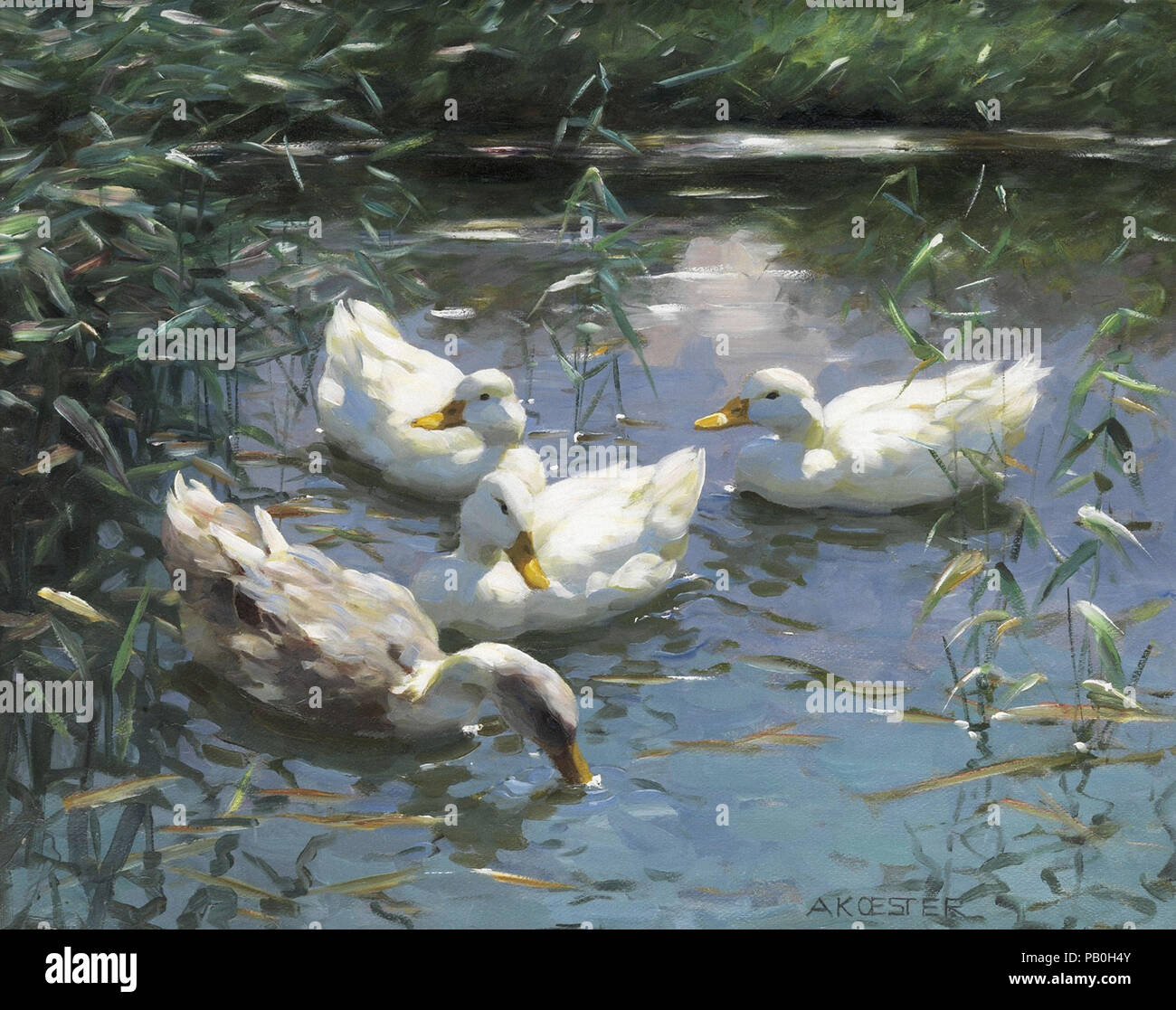 Four ducks hi-res stock photography and images - Alamy