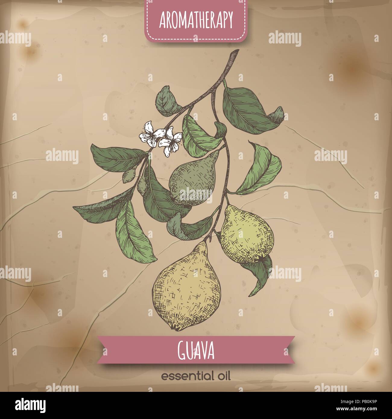 Psidium guajava aka guava branch color sketch on vintage background ...