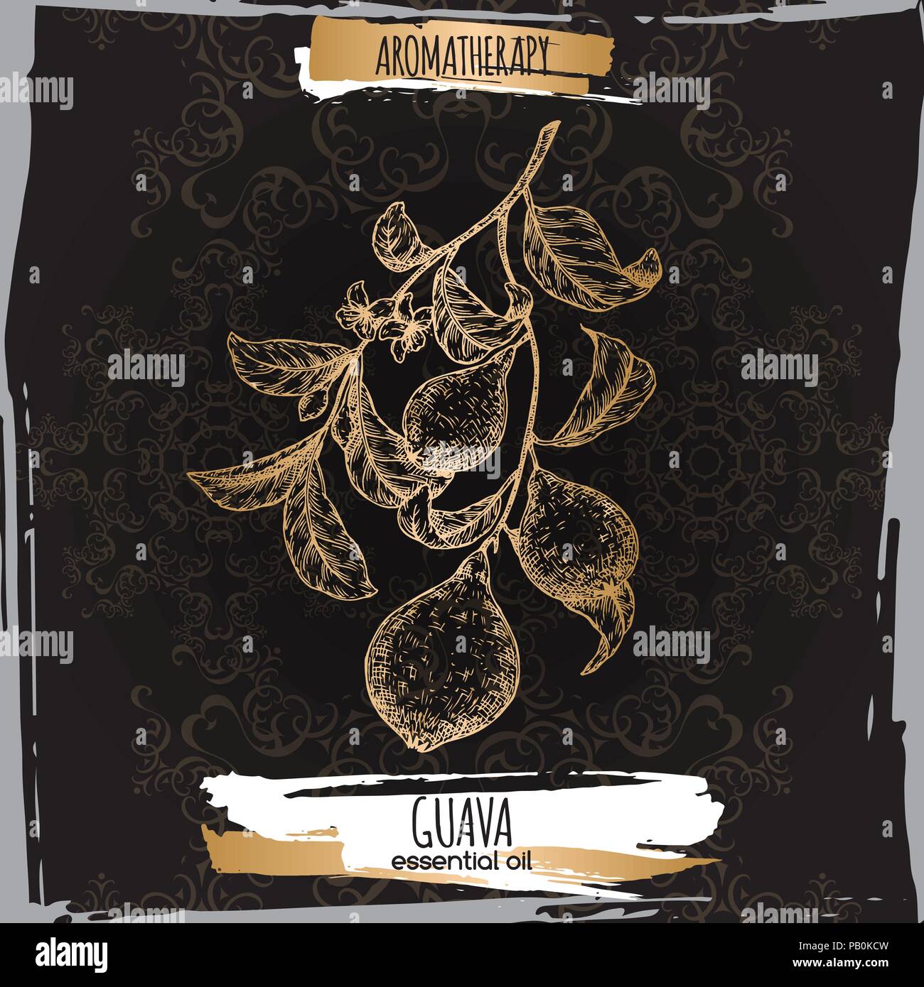 Psidium guajava aka guava branch sketch on black lace background Stock ...