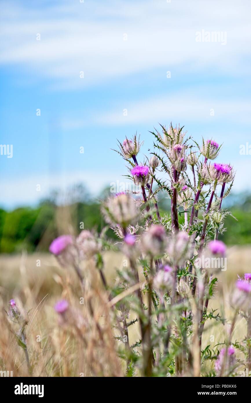 A clump of pink wildflowers are isolated among a background pastureland ...