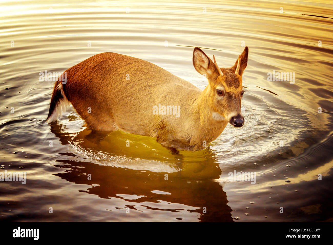 Whitetail buck deer hi-res stock photography and images - Alamy