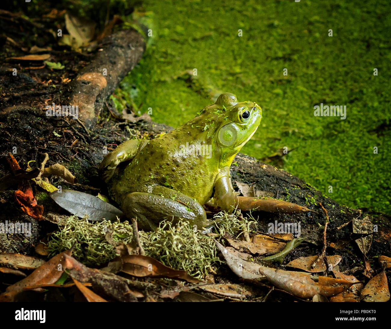 Bullfrog at Swamp Stock Photo - Alamy