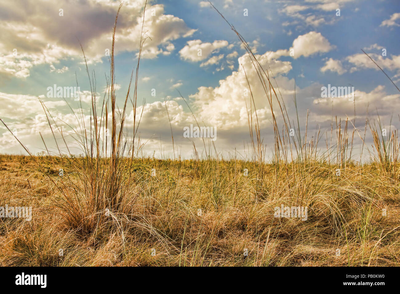 Ukrainian native grass prairies on dramatic cloudy sky background Stock ...