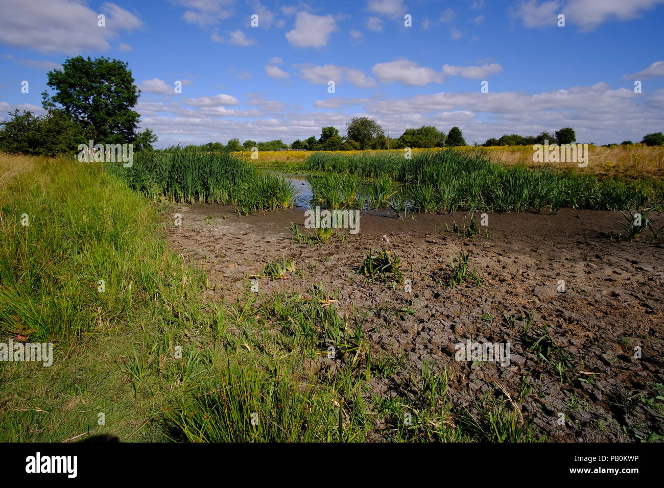 Shrinking pool in the UK summer heatwave 2018 Stock Photo - Alamy