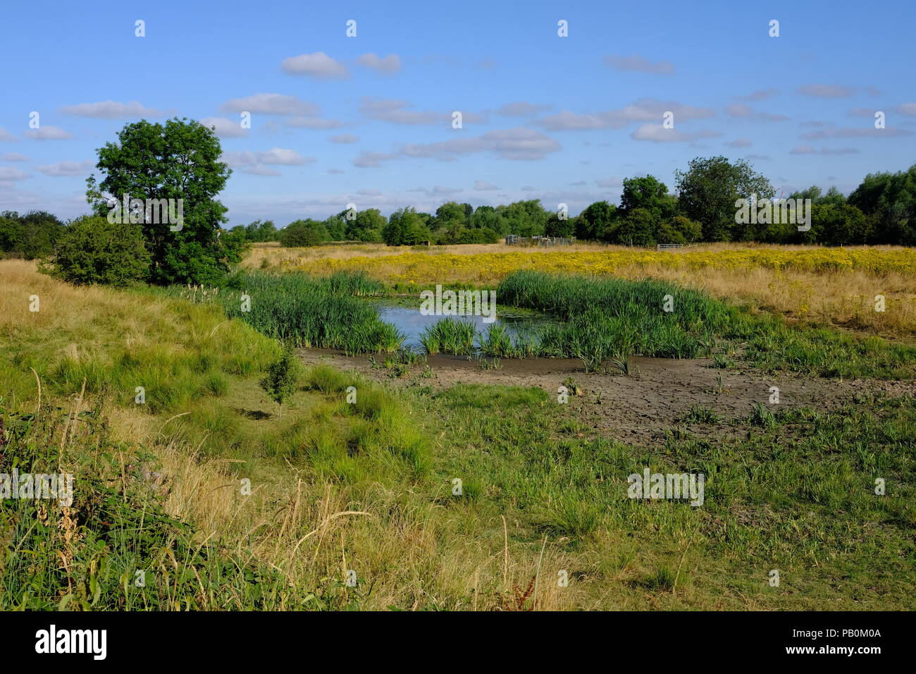 Shrinking pool in the UK summer heatwave 2018 Stock Photo - Alamy