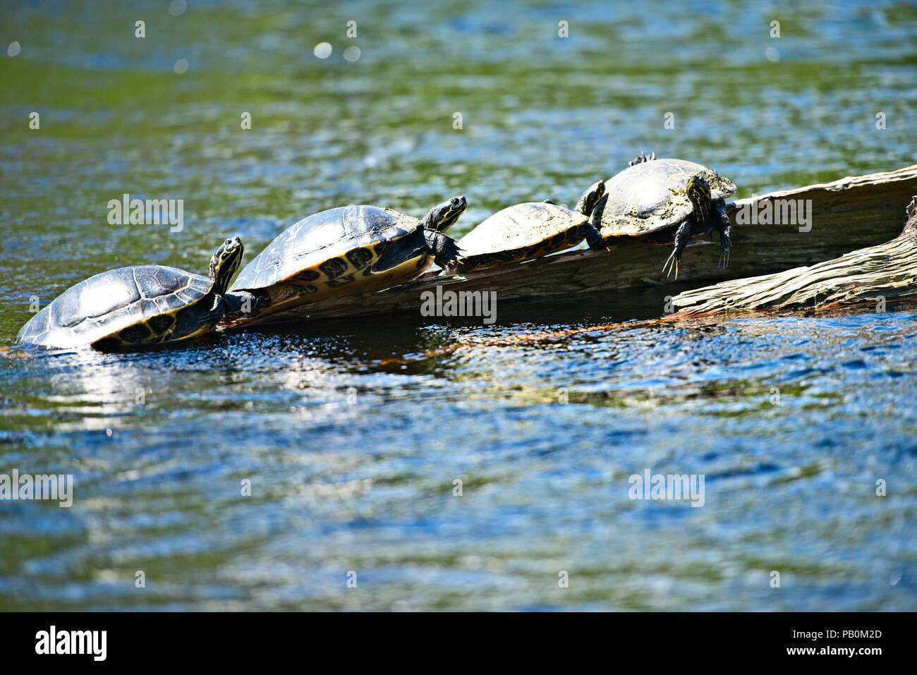 Turtles on log in green hi-res stock photography and images - Alamy