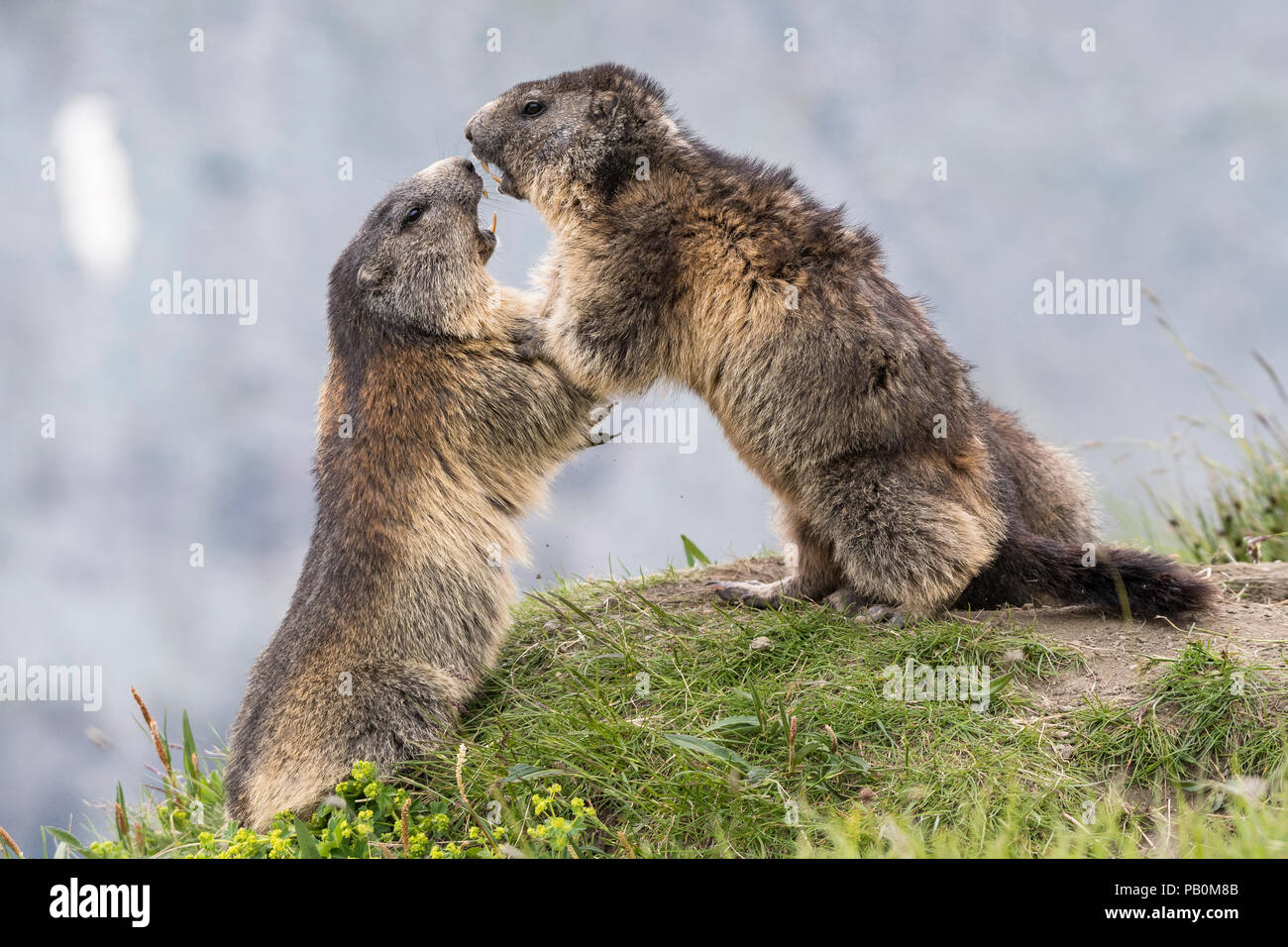 Two marmots (Marmota marmota), standing, Hohe Tauern National Park ...