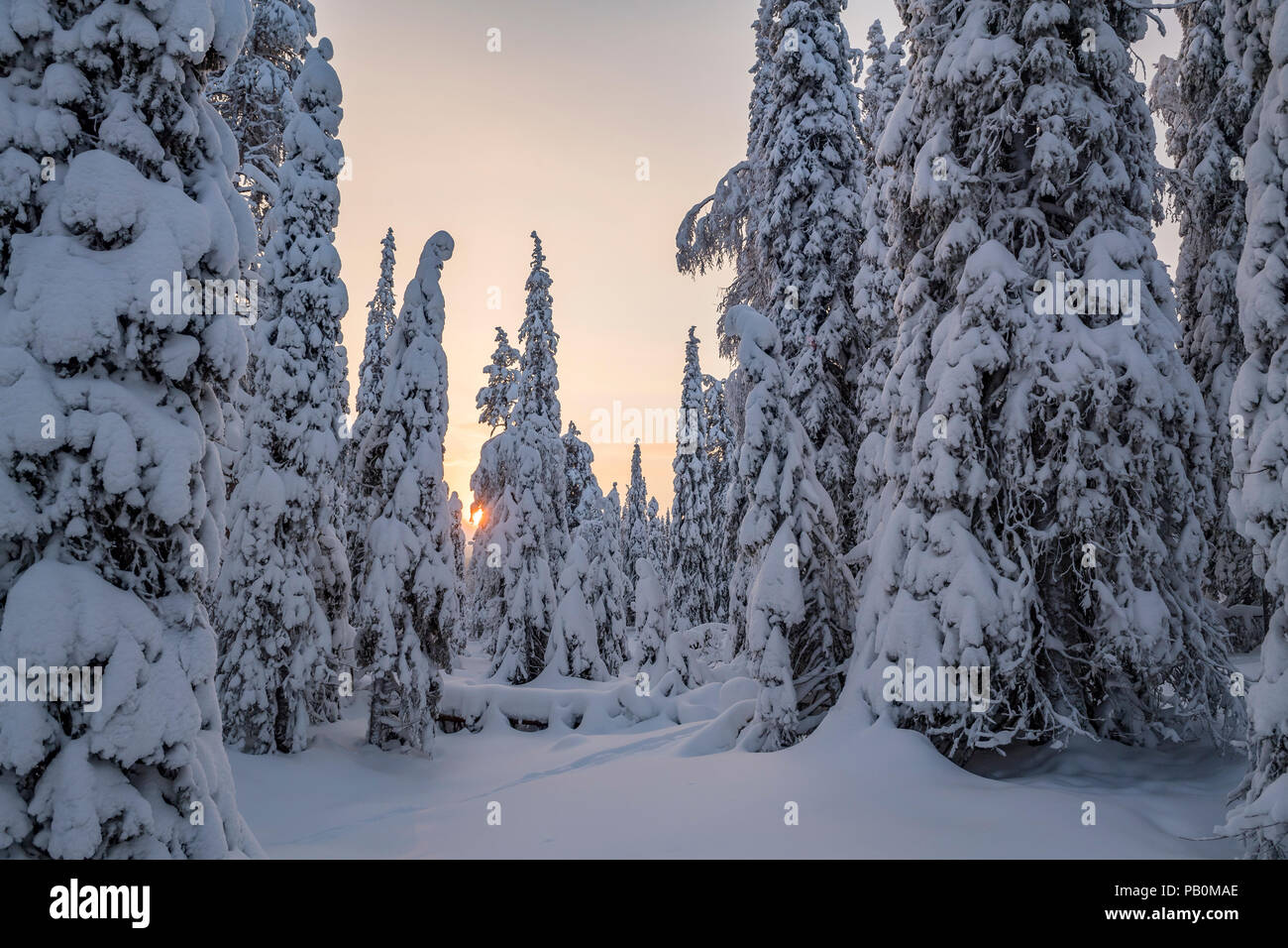Snow-covered spruce trees, Riisitunturi National Park, Posio, Lapland ...