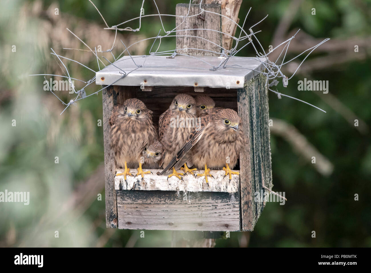 Young Red-footed Falcons (Falco vespertinus), begging in nesting box ...