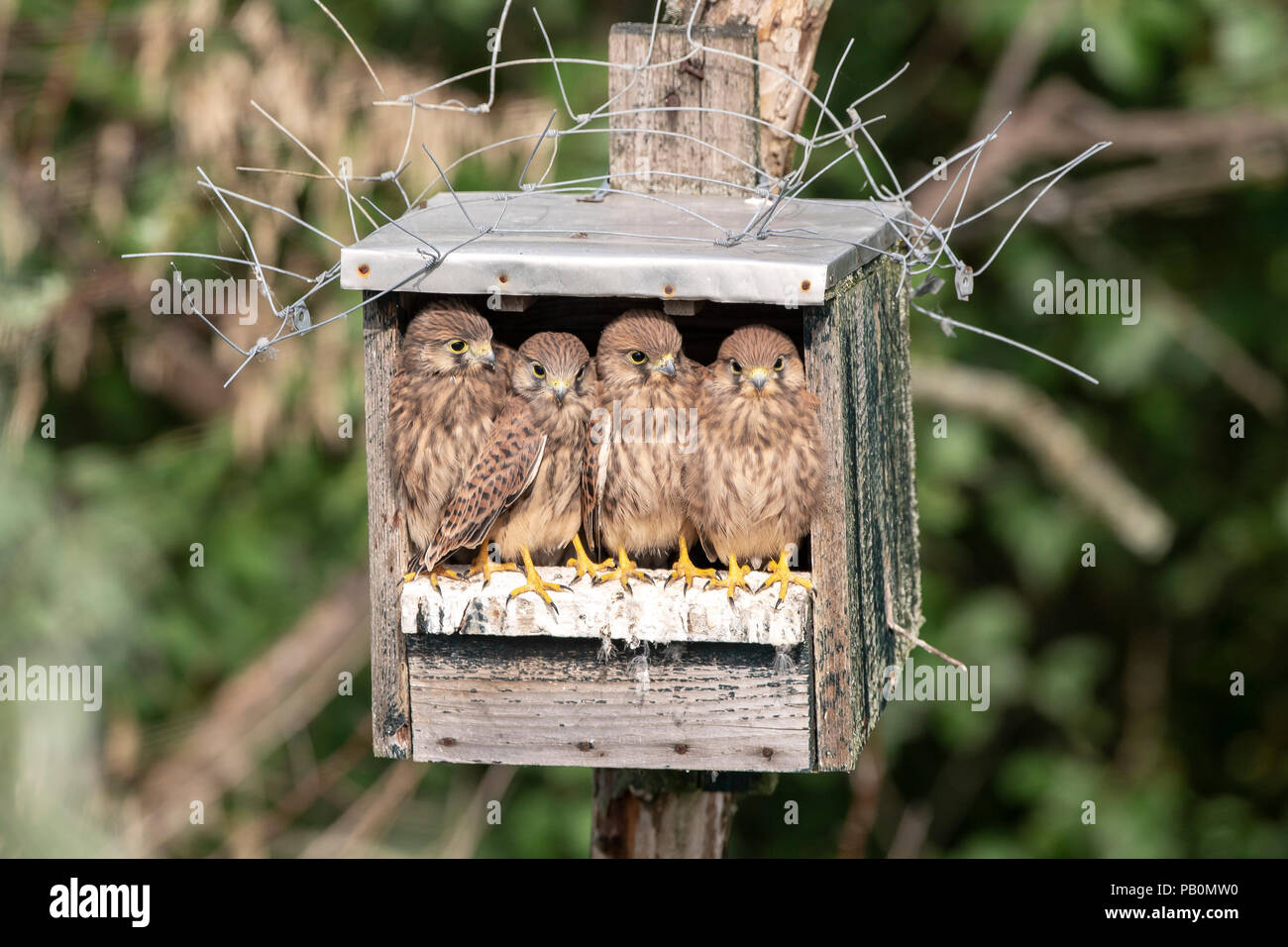 Begging box hi-res stock photography and images - Alamy