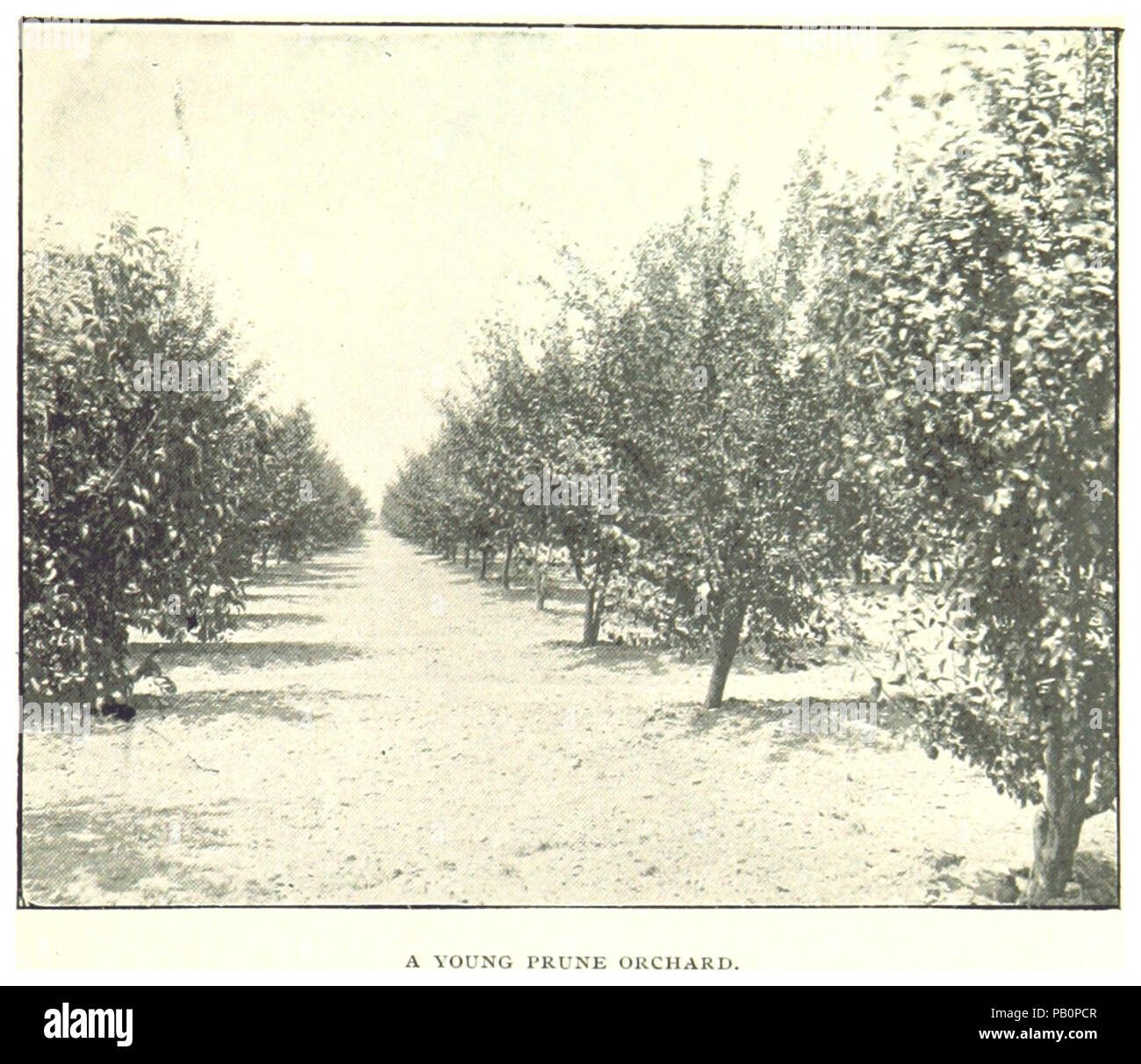 A YOUNG PRUNE ORCHARD Stock Photo - Alamy